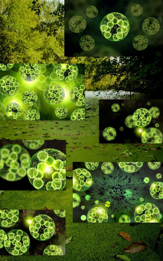 Collage Algae Cells 3D Illustration Stock Illustration - Illustration ...