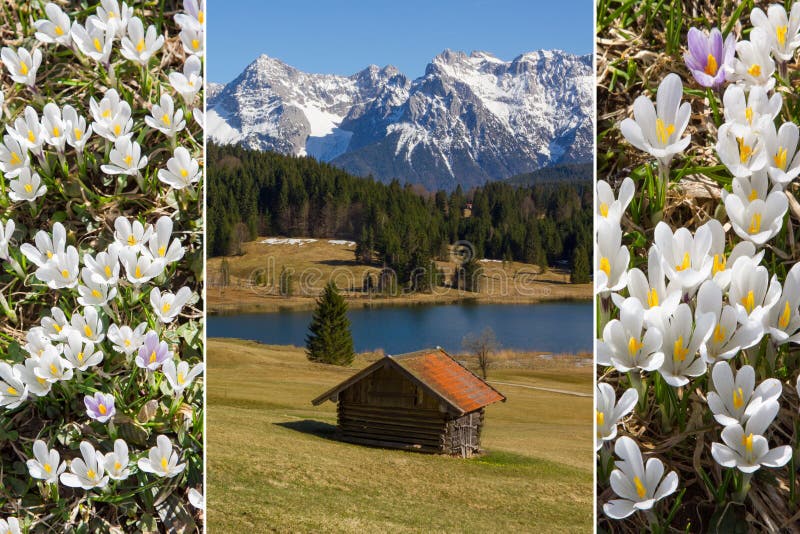 Collage - Alpine Landscape and Early Spring Crocus Stock Image - Image ...