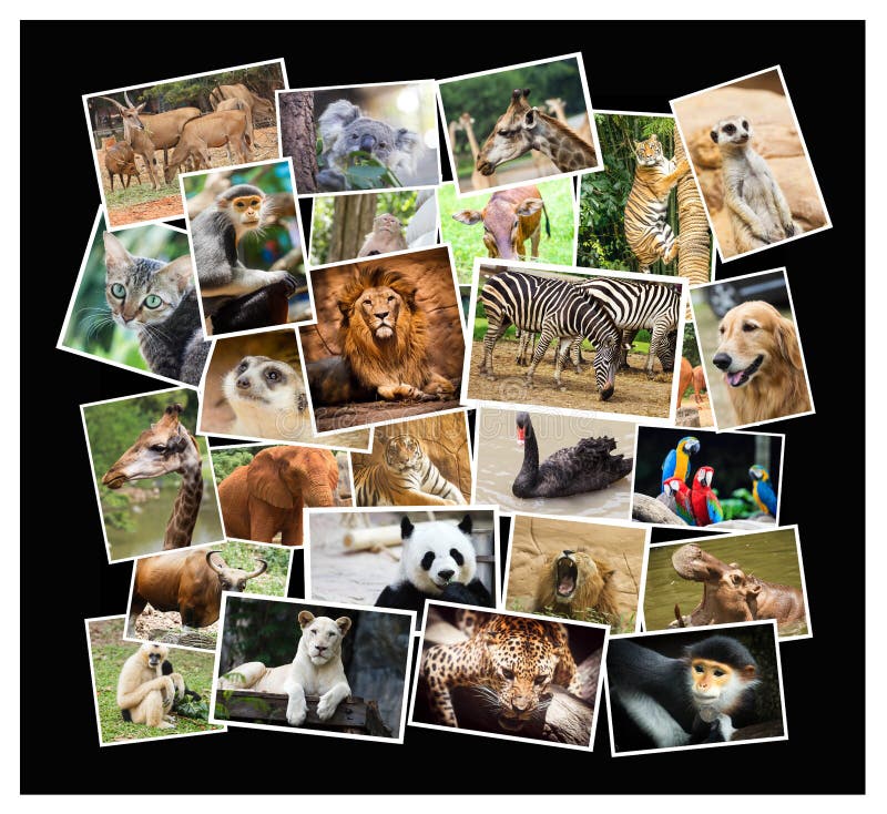 Collage animal imagen de archivo. Imagen de salvaje, emir - 70426461