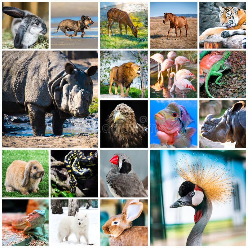 Animals Collage Pictures