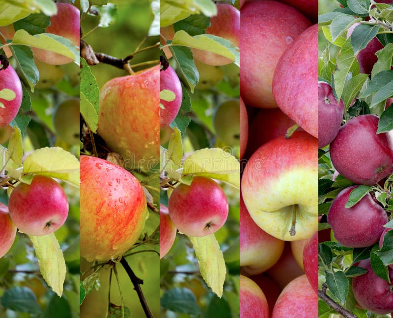 Collage from Apples on the Tree in an Orchard Stock Image - Image of ...