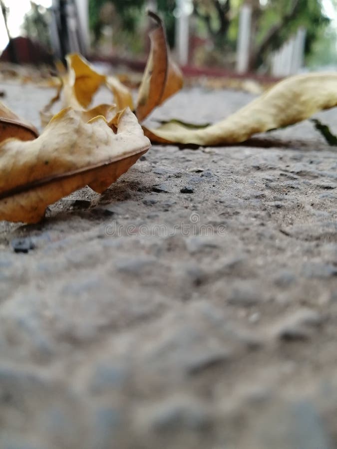 In Collage Area Best Seen Photographic Stock Photo - Image of ...