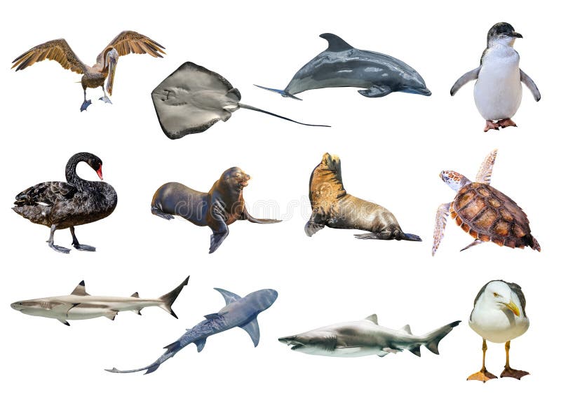 1,508 Collage De Los Animales De Mar Fotos de stock - Fotos libres de ...