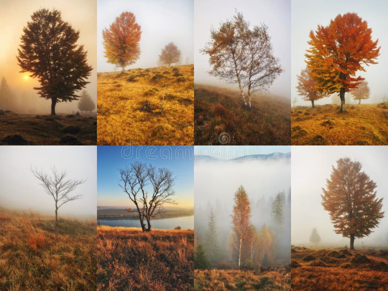 Collage of Autumn Backgrounds Stock Image - Image of calm, beech: 191105787