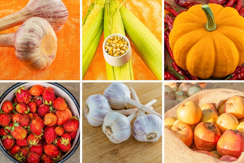 Collage of Autumn Fruits and Vegetables Apples, Pumpkin, Garlic and ...
