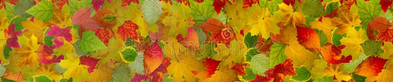 Collage of Autumn Leaves of Different Trees Stock Photo - Image of ...