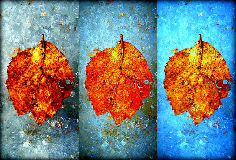 Collage of the Autumn Leaves Frozen in the Ice Stock Image - Image of ...