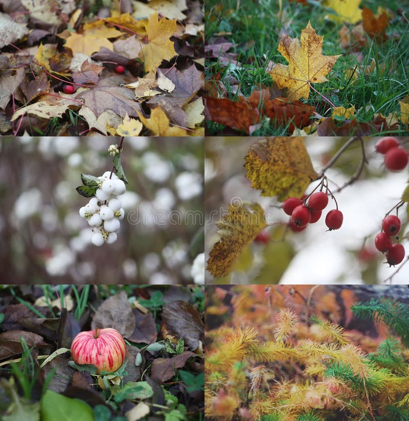 Collage of Autumn Nature Photos Stock Photo - Image of binder, idea ...