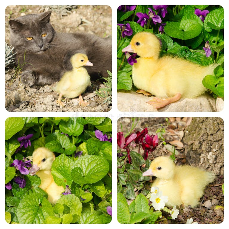 Collage with baby duck stock photo. Image of puppy, bird - 67898550