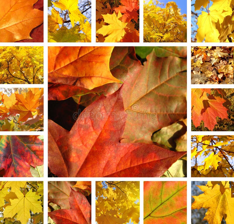 Collage from Beautiful Autumn Leaves of Maple Stock Photo - Image of ...