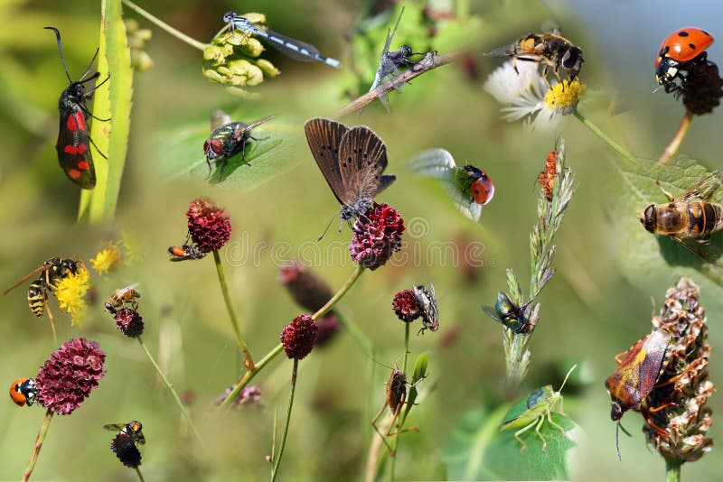 551 Collage Insects Stock Photos - Free & Royalty-Free Stock Photos ...