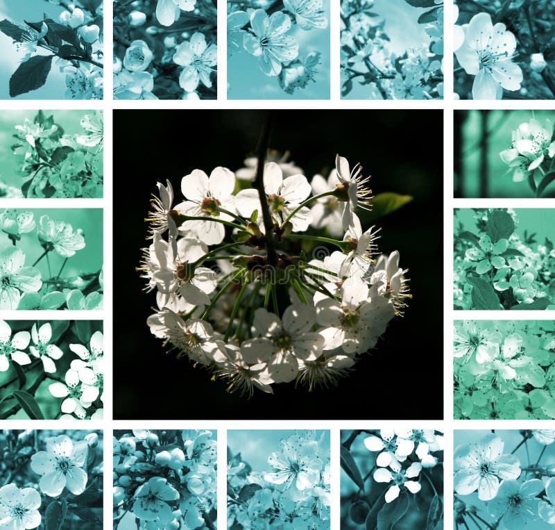 Spring trees collage stock photo. Image of macro, nature - 140515772
