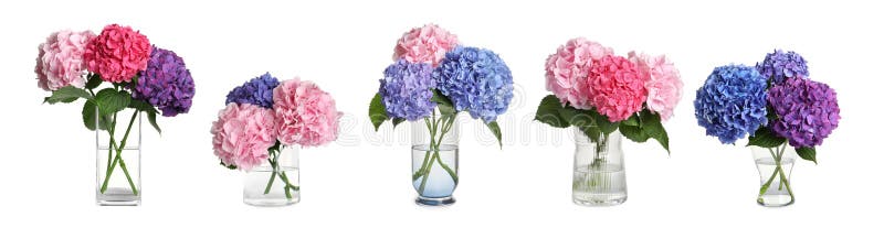 Collage with Beautiful Hydrangea Flowers in Glass Vases on White ...