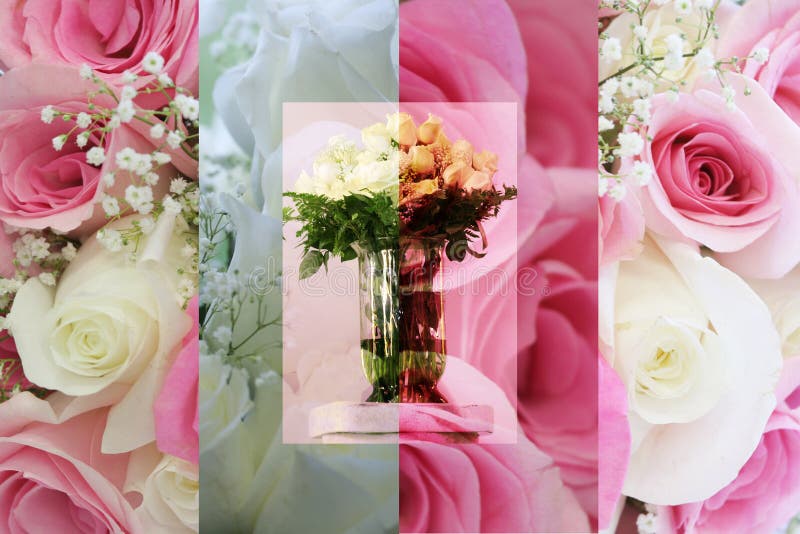 Collage of Beautiful Roses stock image. Image of vase - 2811579