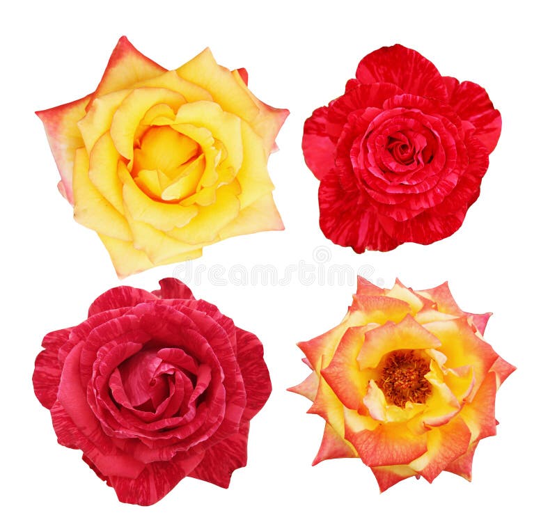 Collage of beautiful roses stock image. Image of arrangement - 51394591