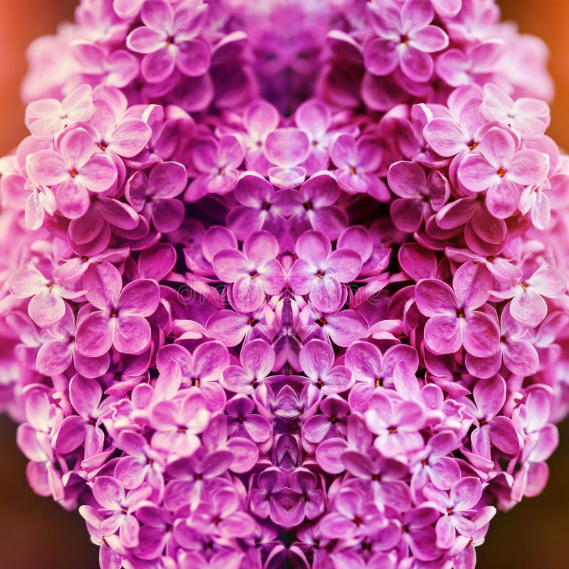 Collage with Lilac Flowers and Decorative Hearts Stock Photo - Image of ...