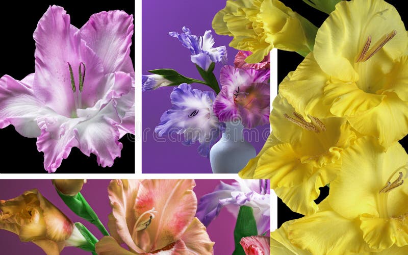 Collage of Beautiful Summer Flowers on a Bright Background Stock Photo ...