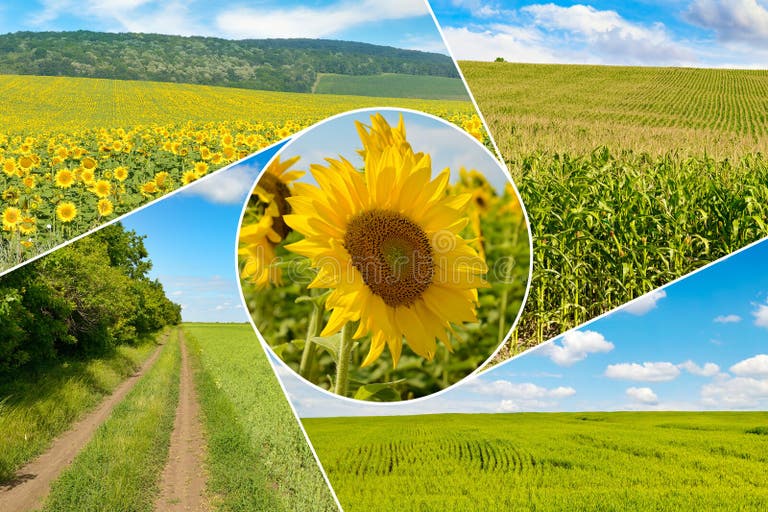 Collage of Beautiful Views of Fields with Various Agricultural Crops ...