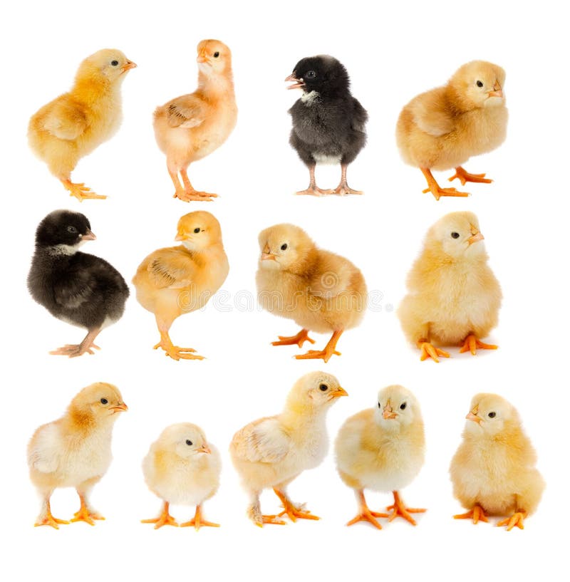 Collage of Beautiful Yellow and Black Chicks Stock Photo - Image of ...