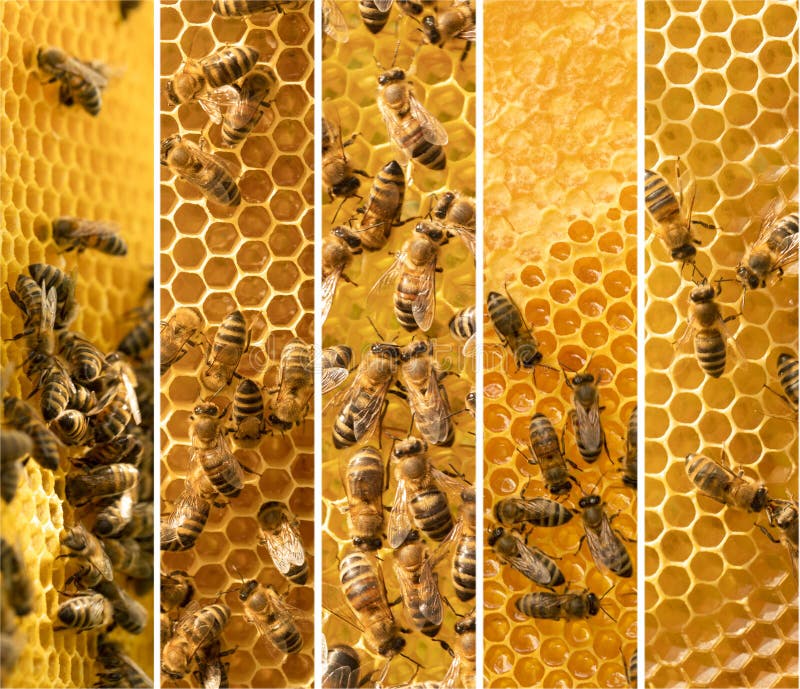 Collage of Bees on Honeycombs, a Set of Photos from Beekeeping. Stock ...