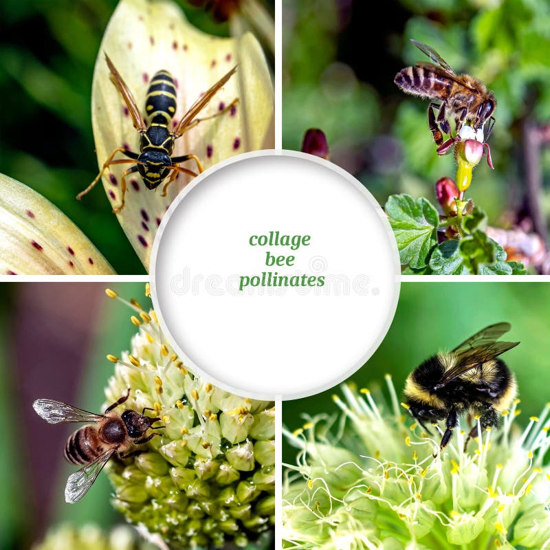 Beekeeping collage stock image. Image of hexagonal, hive - 26777795