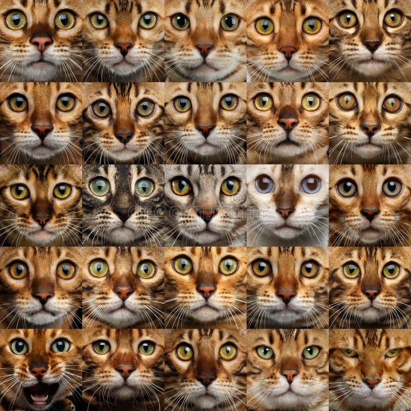Cat Collage Faces Stock Photos - Free & Royalty-Free Stock Photos from ...