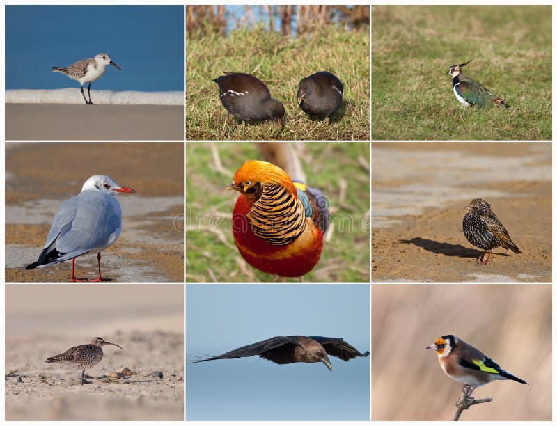 Collage with Birds stock photo. Image of cover, pheasant - 29262386