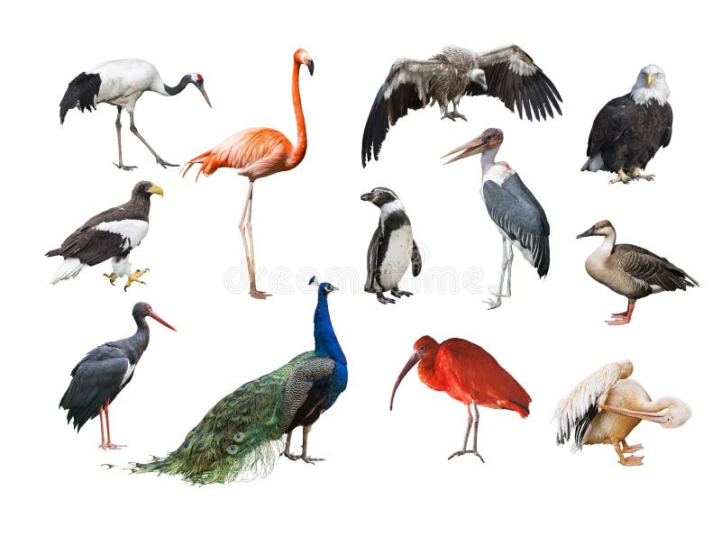 A Collage of Birds from Different Continents Stock Photo - Image of ...