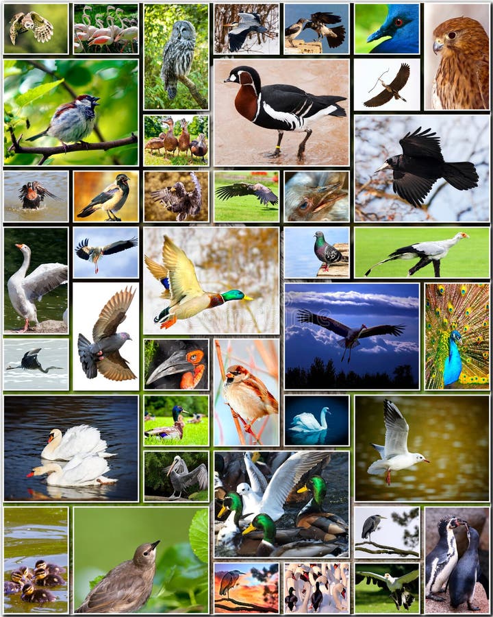 Collage of birds stock image. Image of garden, dove, hornbill - 38973203