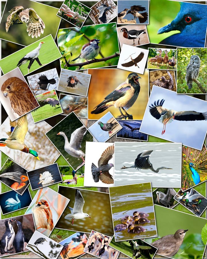 Collage of birds stock photo. Image of pigeon, animal - 38973382