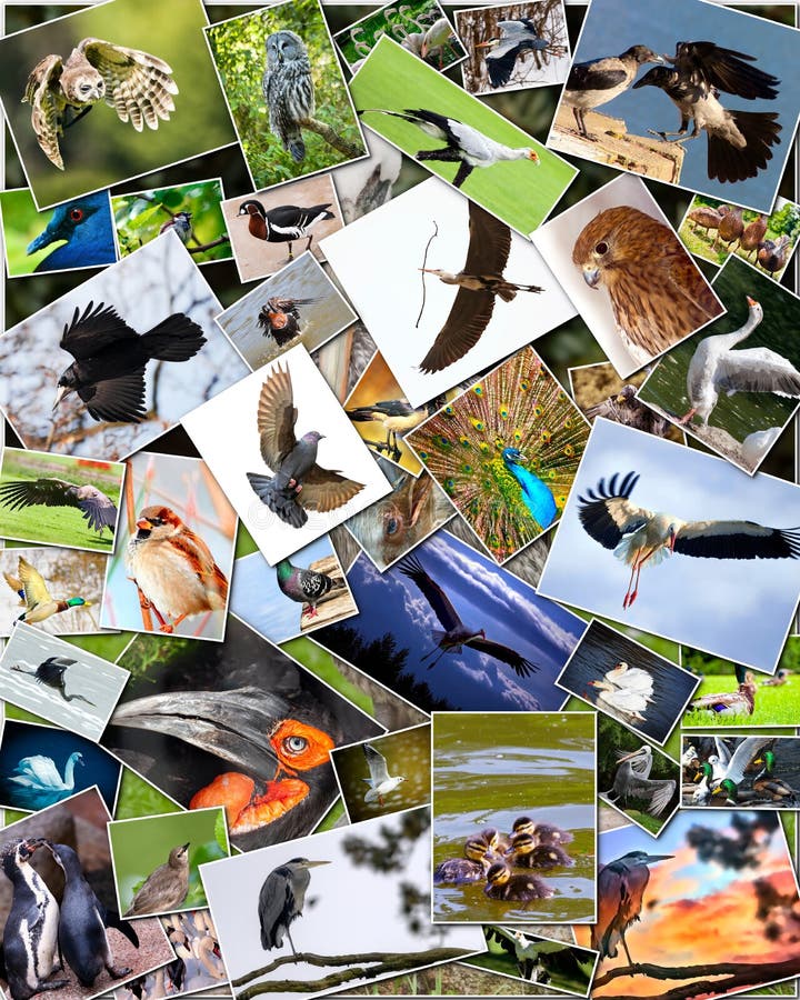 Collage of birds stock image. Image of stork, species - 38973637
