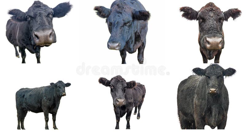 Collage with Black Angus Cows Isolated on White Stock Photo - Image of ...
