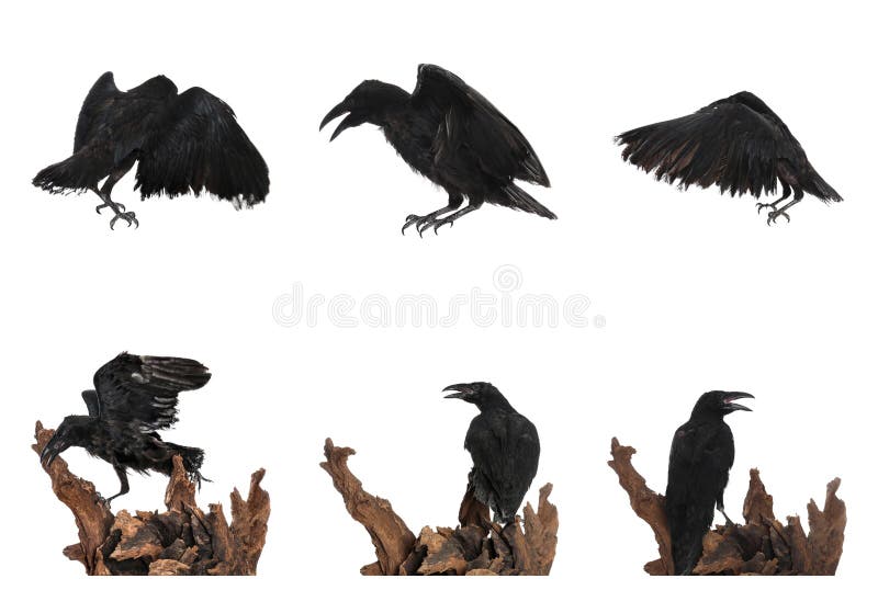 Collage with Black Ravens on White Background Stock Photo - Image of ...