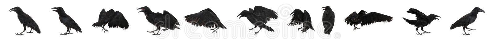 Collage with Black Ravens on White Background. Banner Design Stock ...