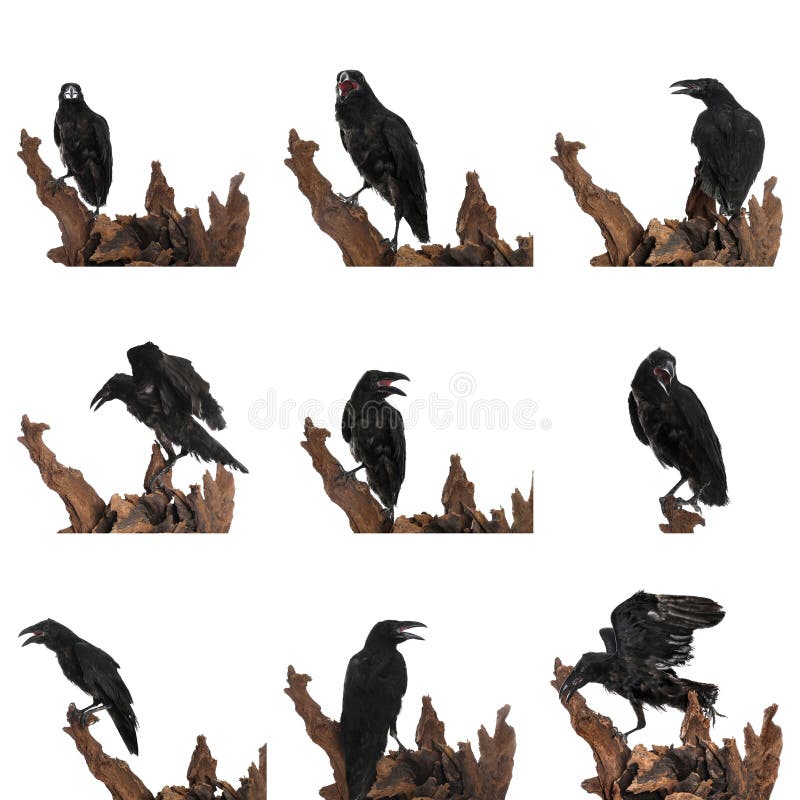 Collage with Black Ravens on White Background Stock Photo - Image of ...