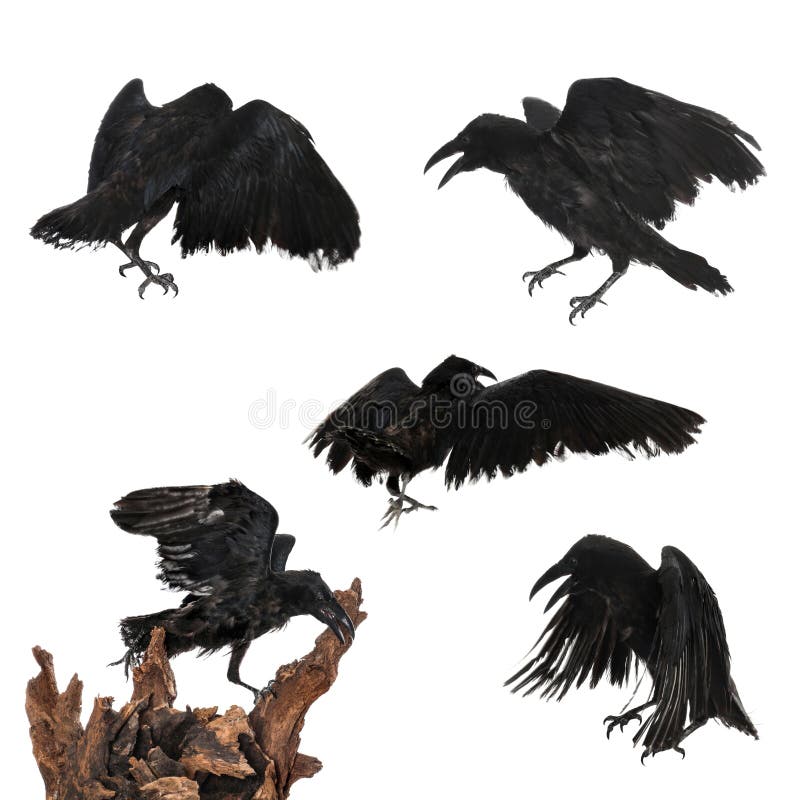 Collage with Black Ravens on White Stock Image - Image of bird ...