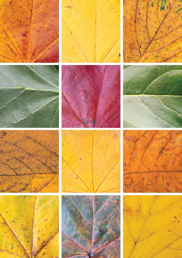 Collage of Bright Autumn Leaves. Vertical. Stock Photo - Image of ...