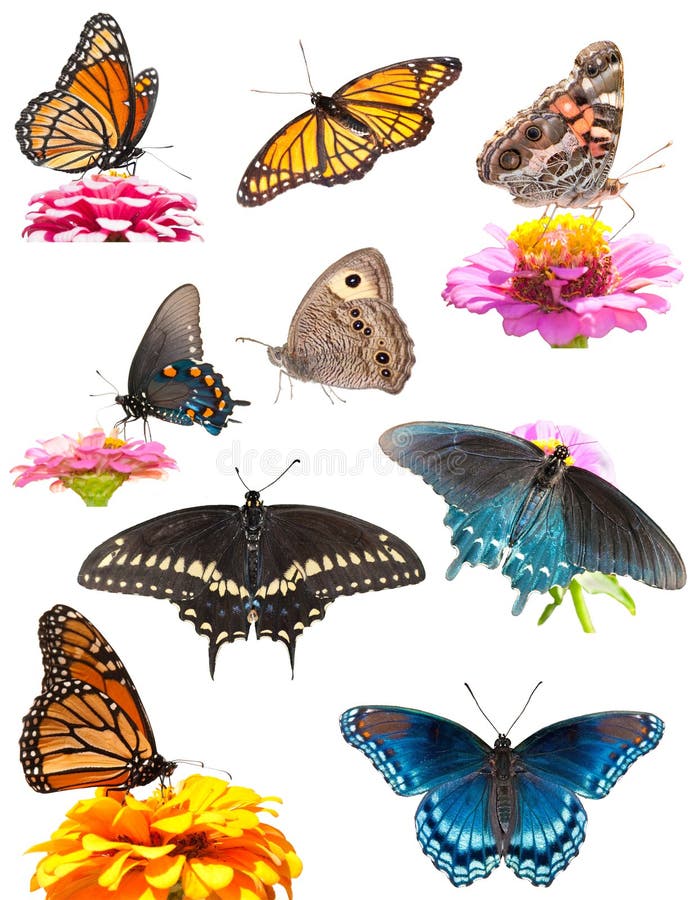 Collage of Bright, Colorful Butterflies Stock Photo - Image of bright ...
