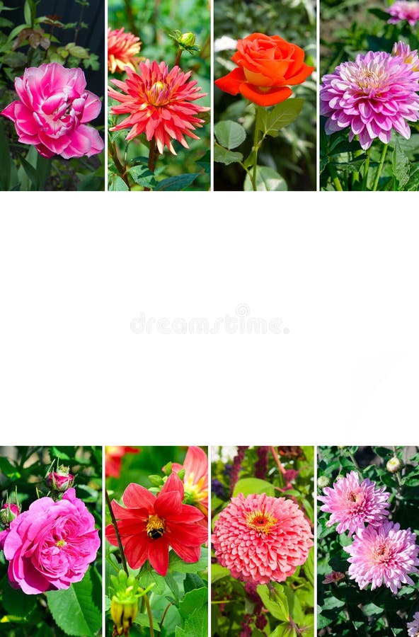 Collage of Bright Garden Flowers. Free Space for Text Stock Photo ...