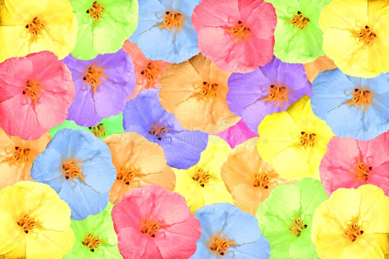 Collage Of Bright Spring Flowers Stock Image - Image: 12650359