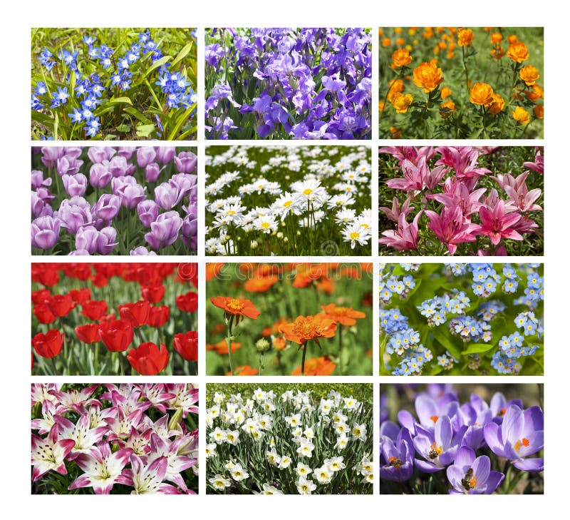 A Collage of Flowers of Roses of Different Colors and Varieties Stock ...