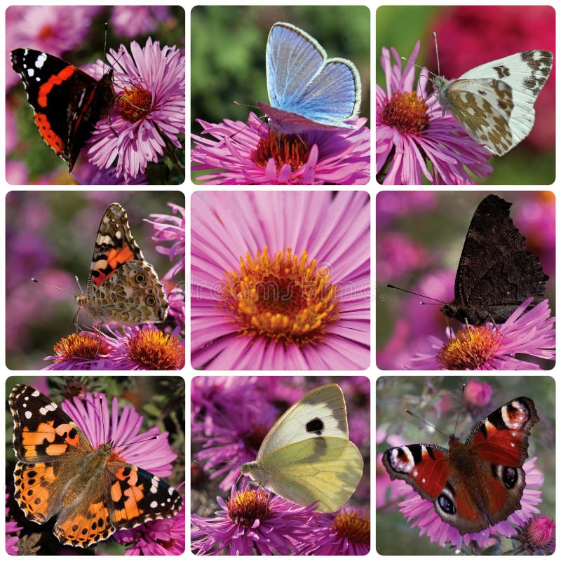 Collage with butterflies stock photo. Image of peacock - 29947138