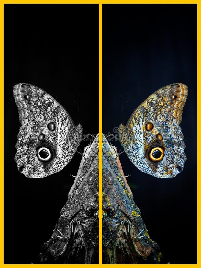 Collage of Caligo, the Owl Butterfly at Antipa Museum in Bucharest ...