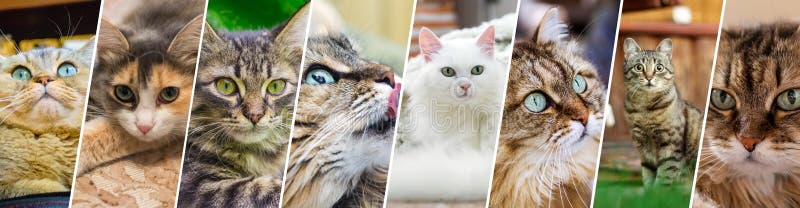 Collage of Cats Depicted on the Banner. Pets, Different Emotions Stock ...