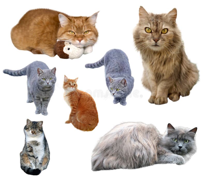 Collage of Cute Cats on White Background Stock Photo - Image of grey ...