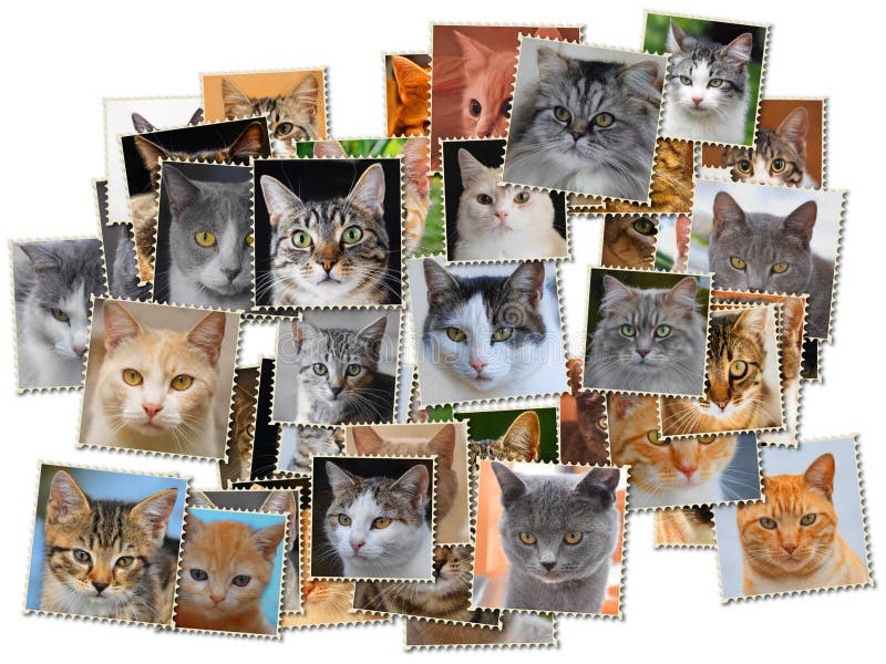 Collage with Cats on a White Background Stock Image - Image of face ...