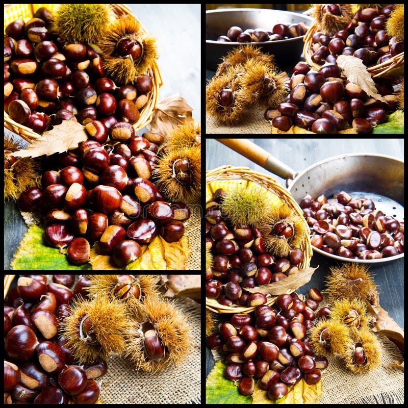 Collage of chestnut photos stock image. Image of fruit - 124637585