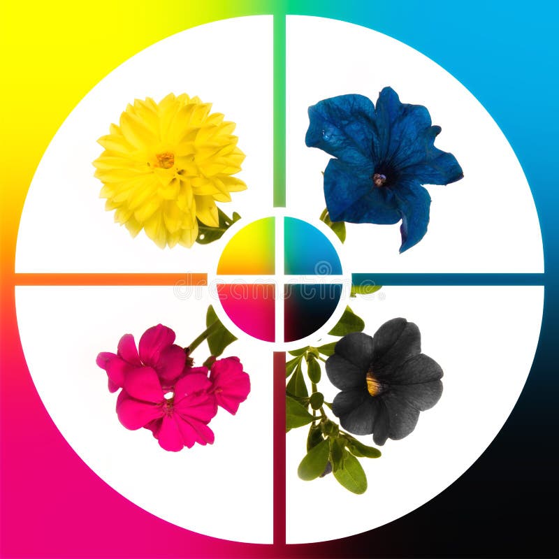 18+ Rgb flowers Free Stock Photos - StockFreeImages