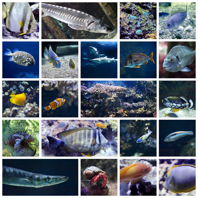 Collage De Imágenes Submarinas. Colección De Peces Tropicales Foto de ...