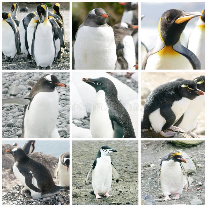 Collage Con Diversa Especie Del Pingüino Foto de archivo - Imagen de ...